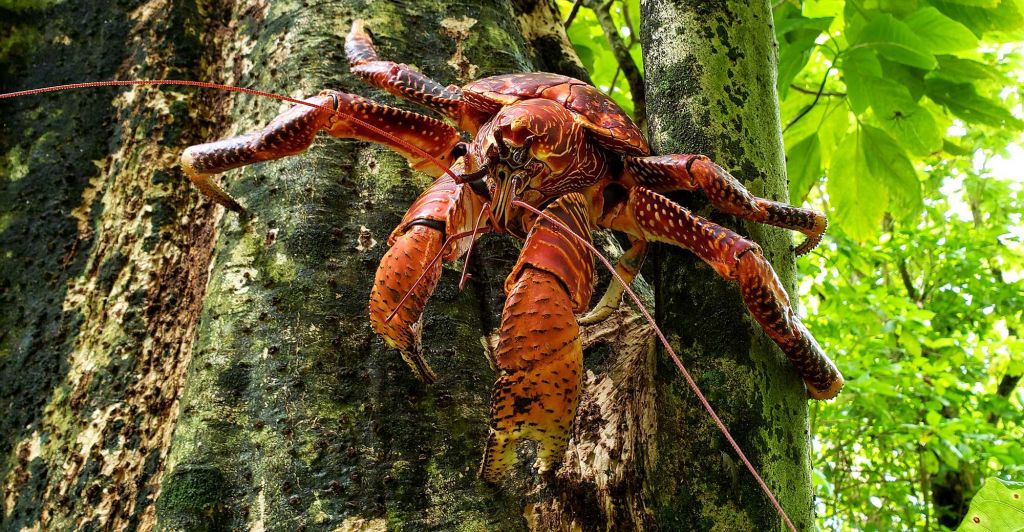 Above Water | Palmyra Atoll Research Consortium