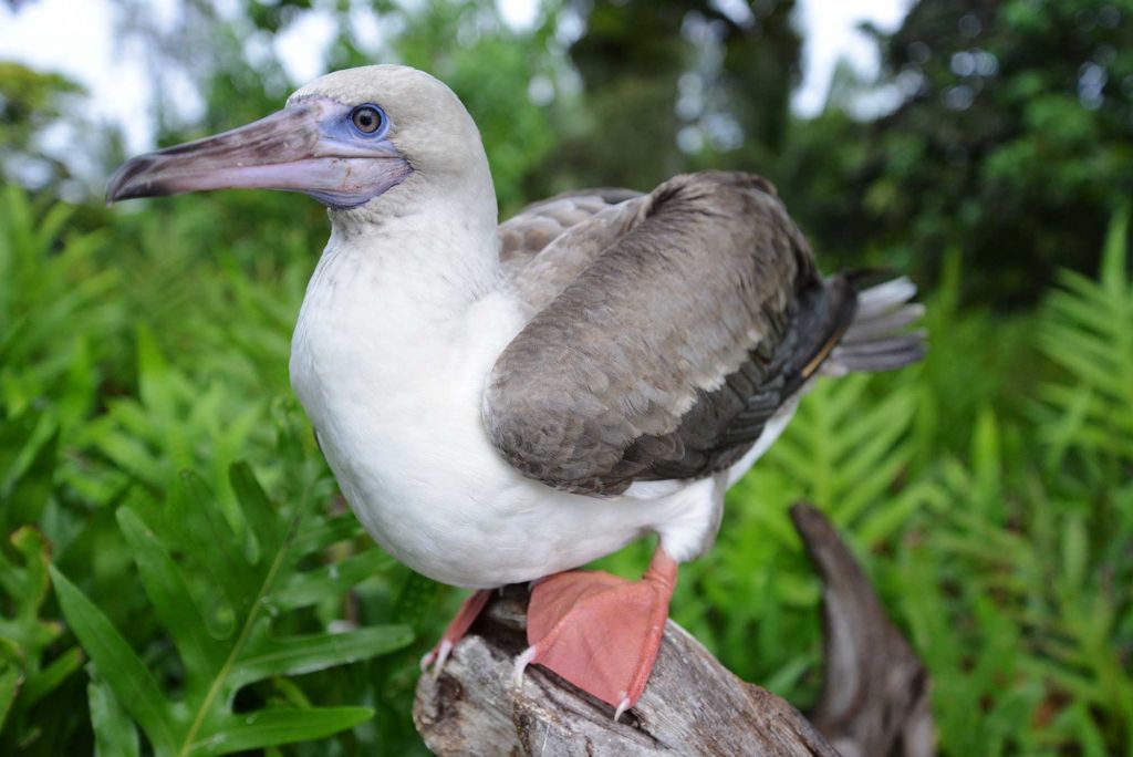 Above Water | Palmyra Atoll Research Consortium